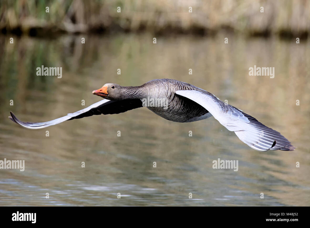 Grey wild goose cute hi-res stock photography and images - Alamy