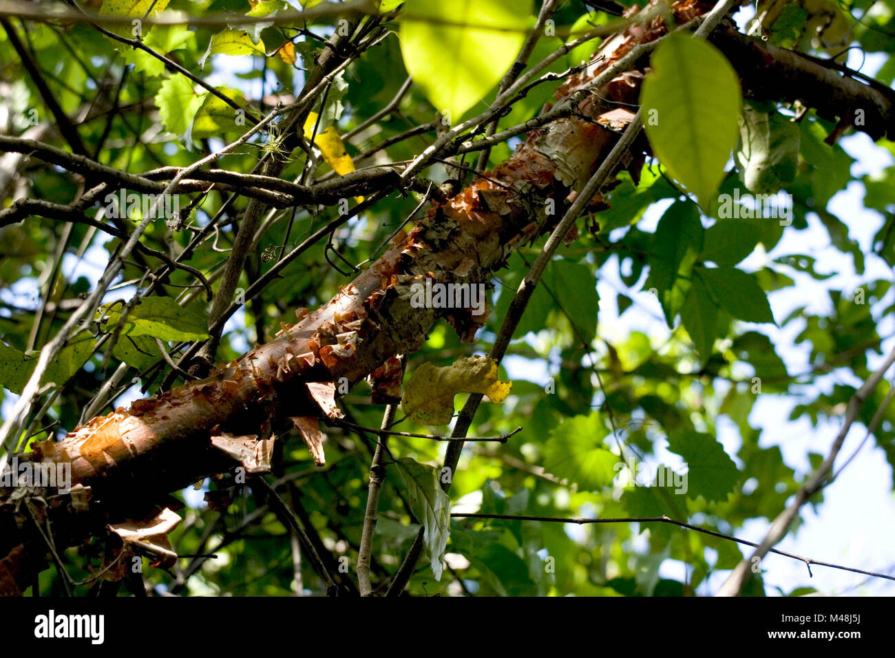 Gumbo Limbo Stock Photo - Alamy