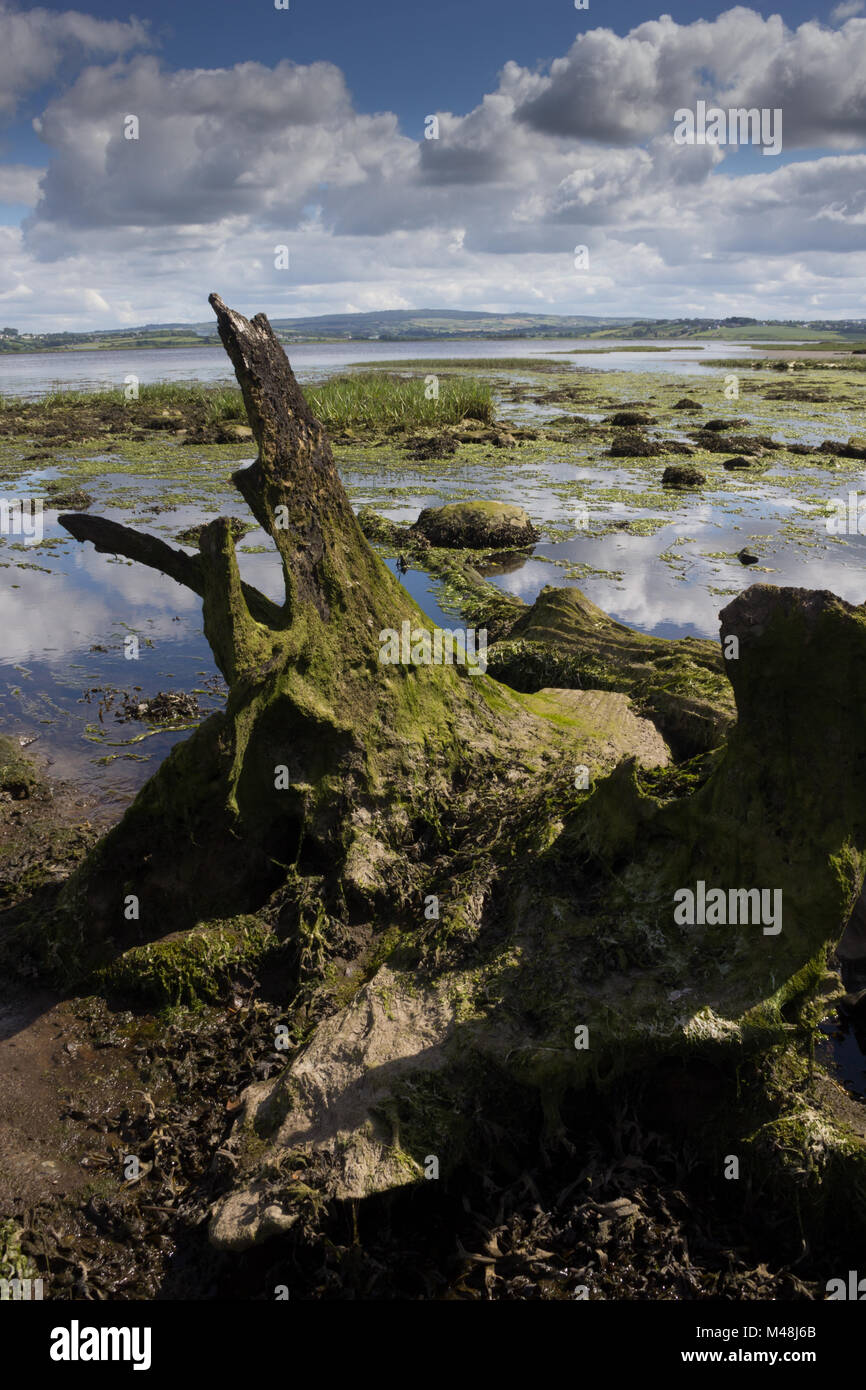 Wetland in Ireland Stock Photo - Alamy