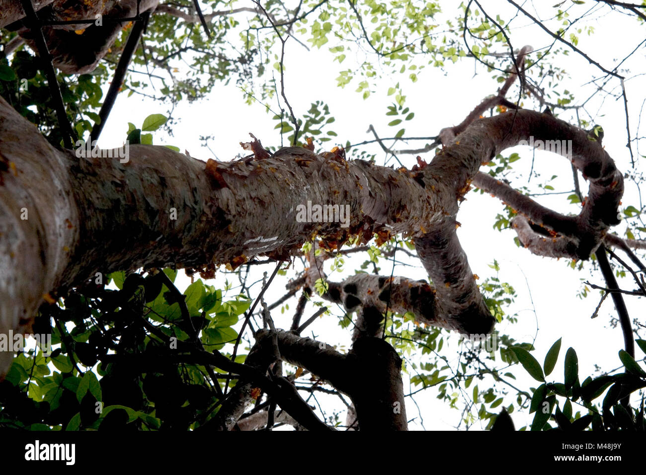 gumbo limbo tree Stock Photo - Alamy