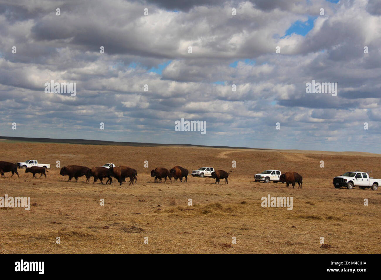 Badlands National Park Bison roundup. Herding Bison Stock Photo - Alamy
