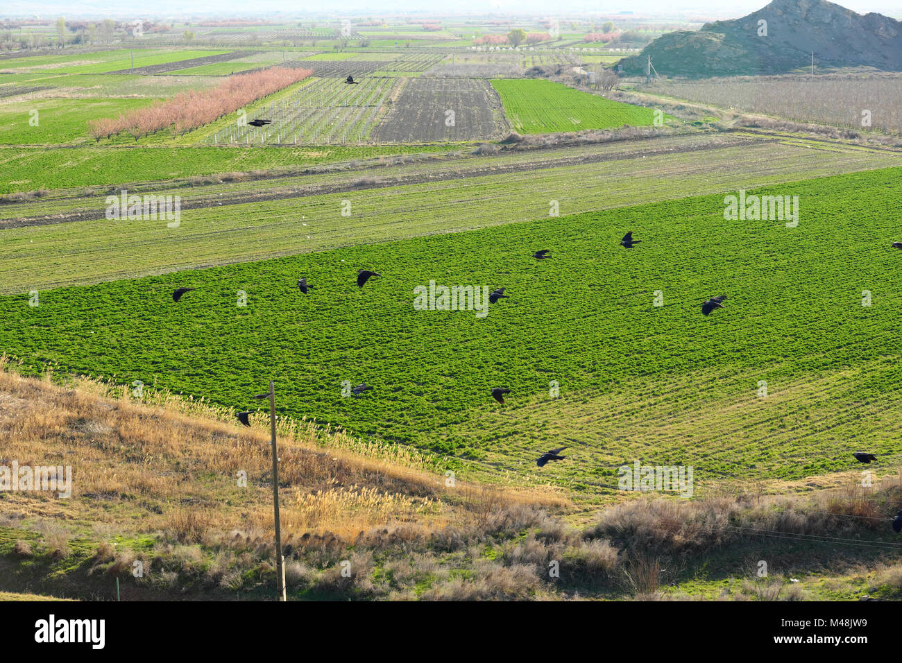 Cultivated field at spring Stock Photo - Alamy