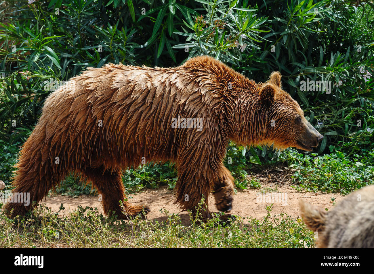 Brown bear in zoo Stock Photo - Alamy