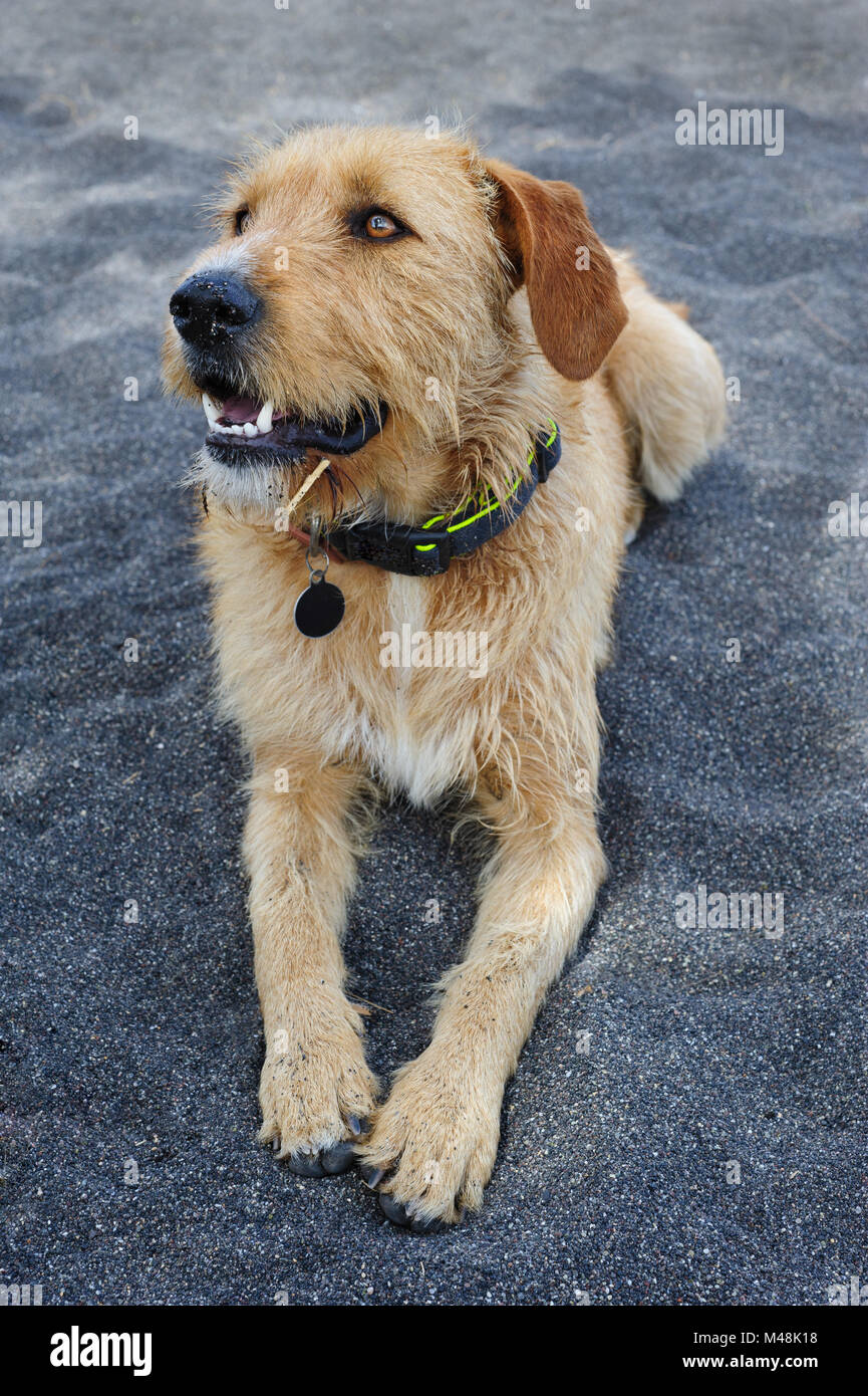 Stray dog having rest Stock Photo - Alamy