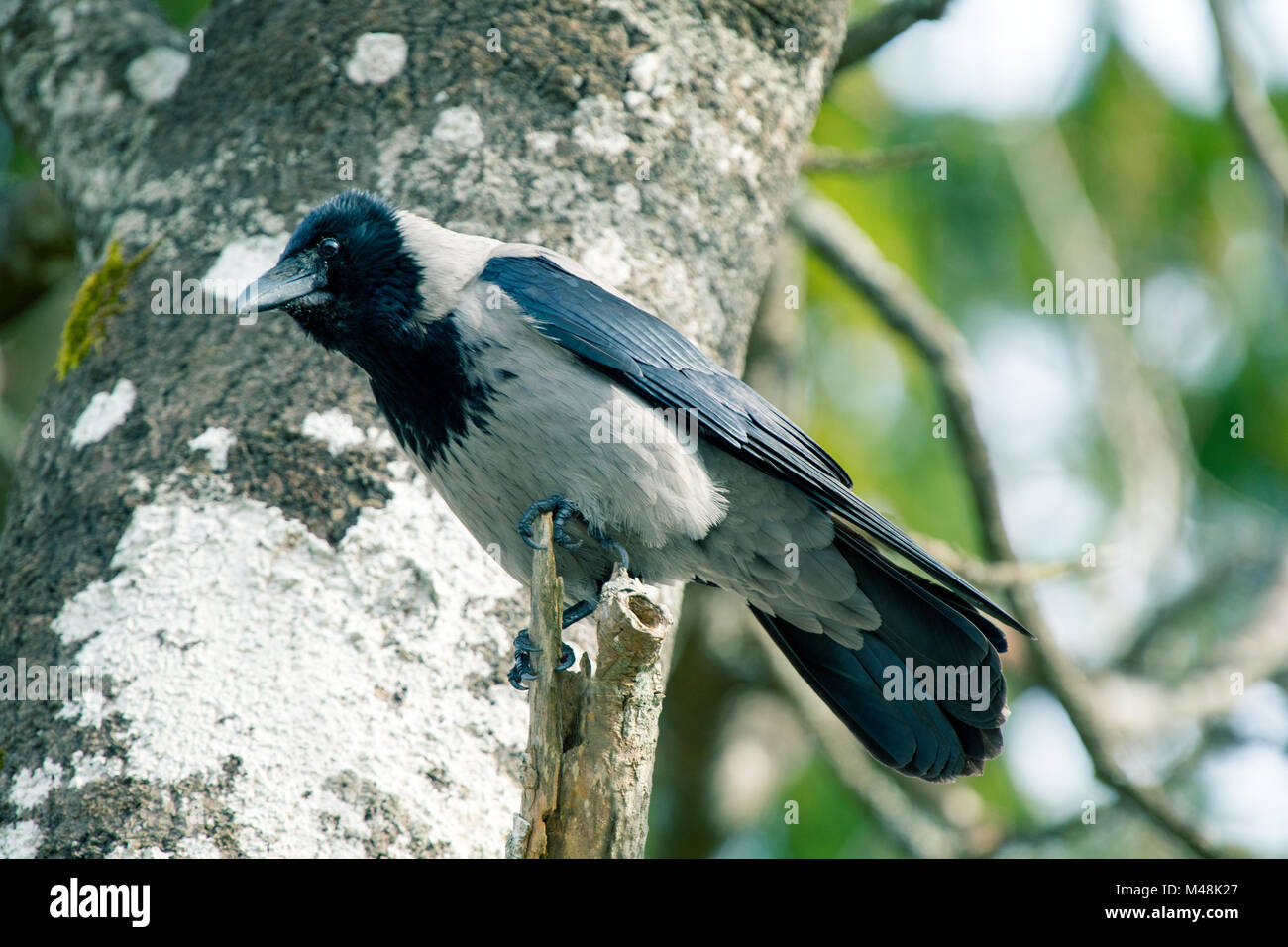 Species of bird of the crow family hi-res stock photography and images ...