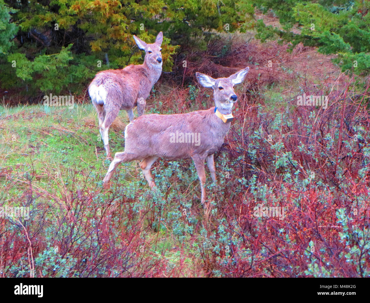 Badlands National Park nature preserve, deer in the woods Stock Photo ...