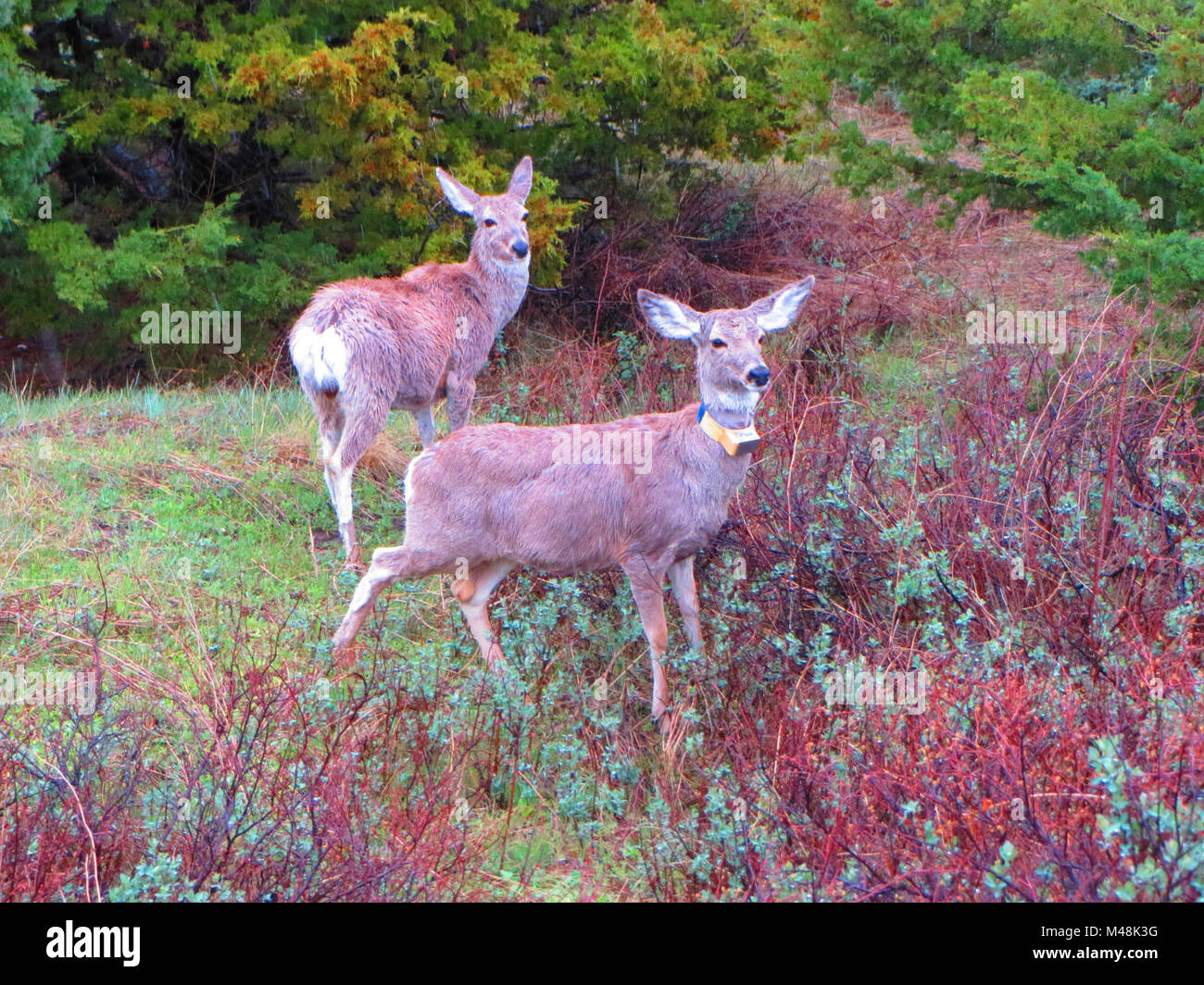 Badlands National Park nature preserve, deer in the woods Stock Photo ...