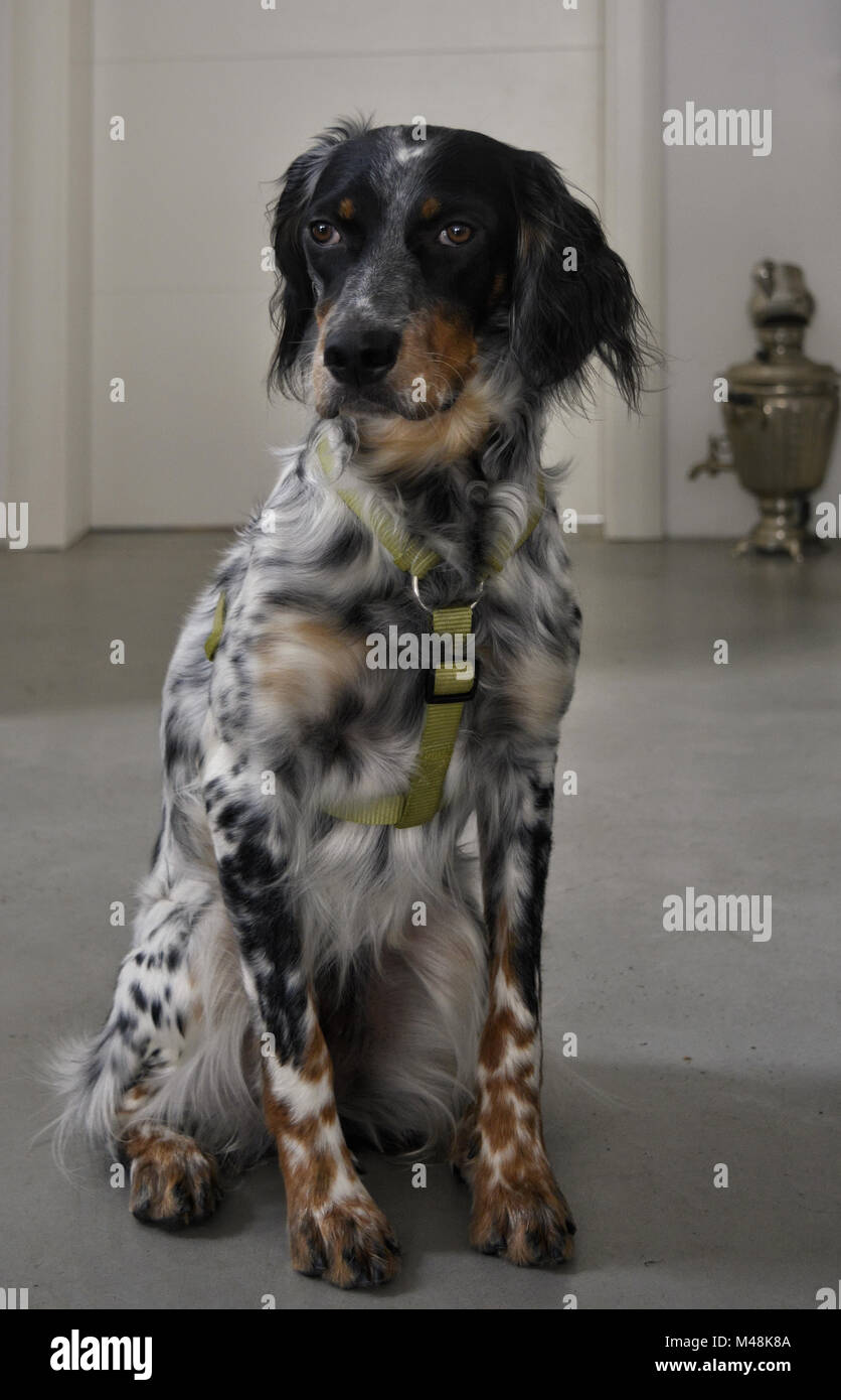 English setter hi-res stock photography and images - Alamy