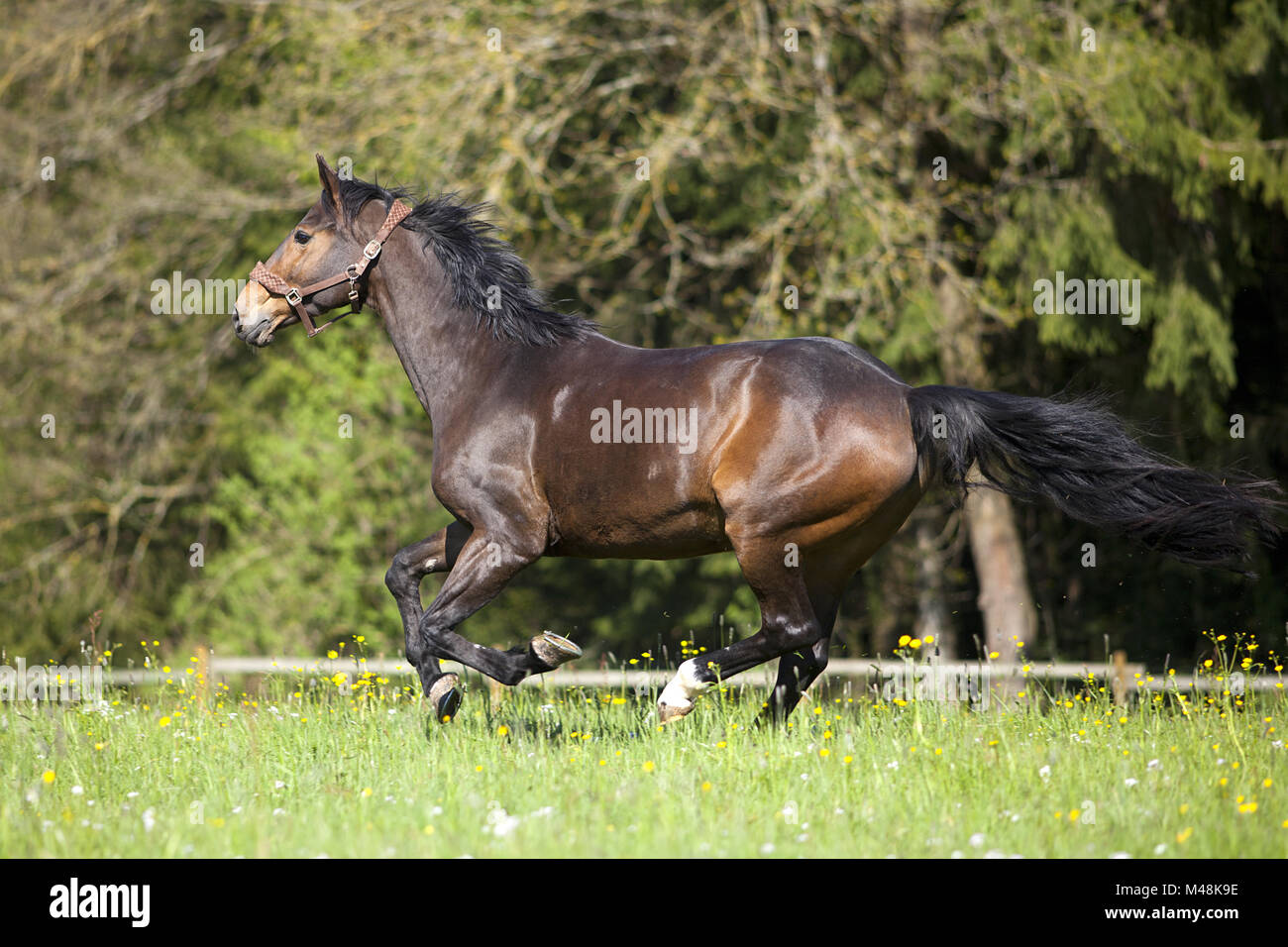Galloping horse and meadow hi-res stock photography and images - Alamy