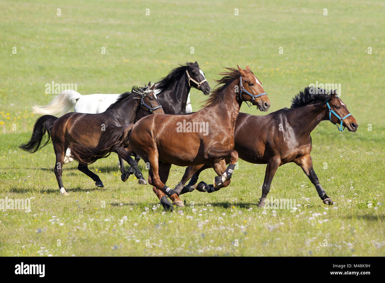 Horses galloping sunset hi-res stock photography and images - Alamy