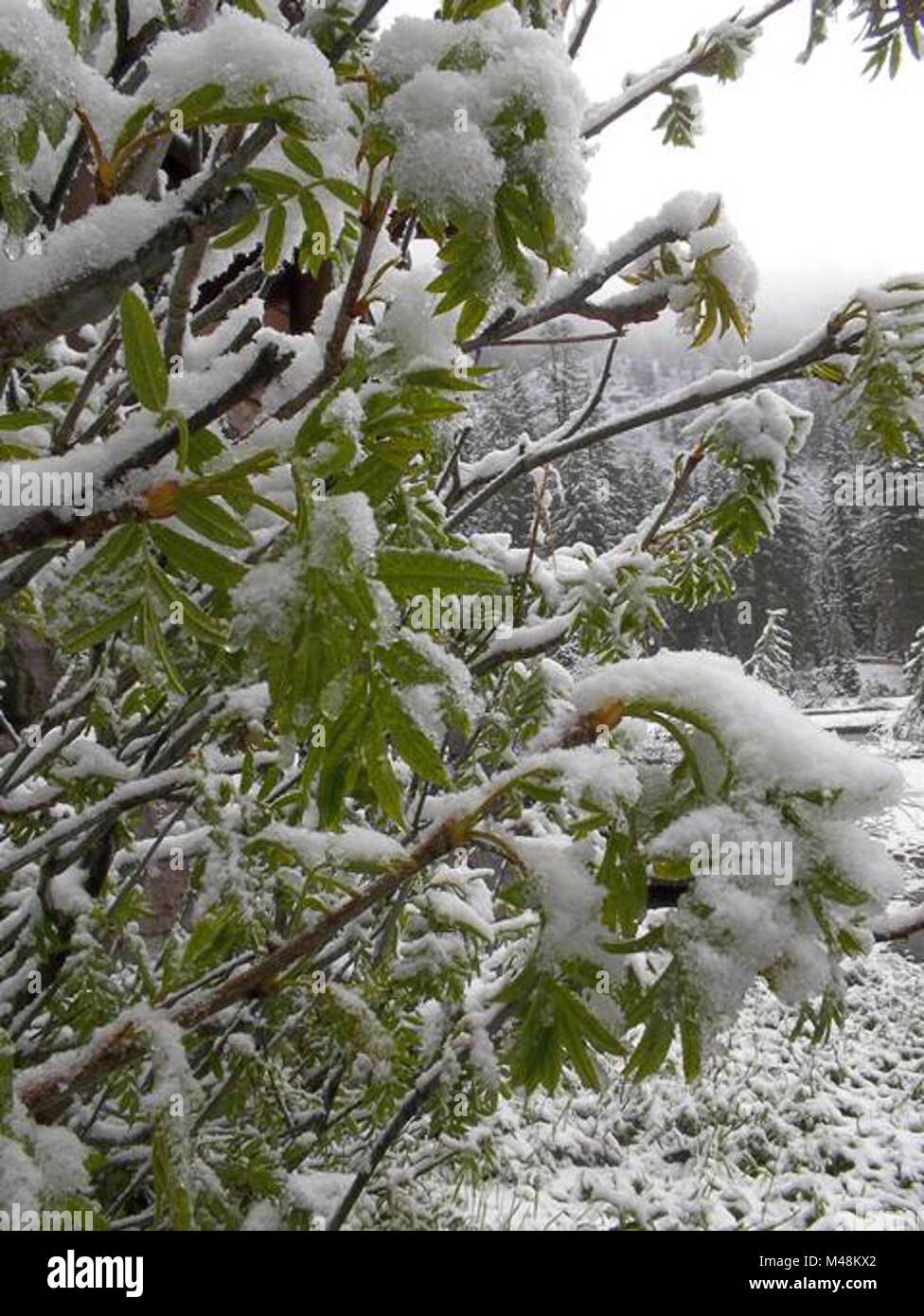 June snow hi-res stock photography and images - Alamy