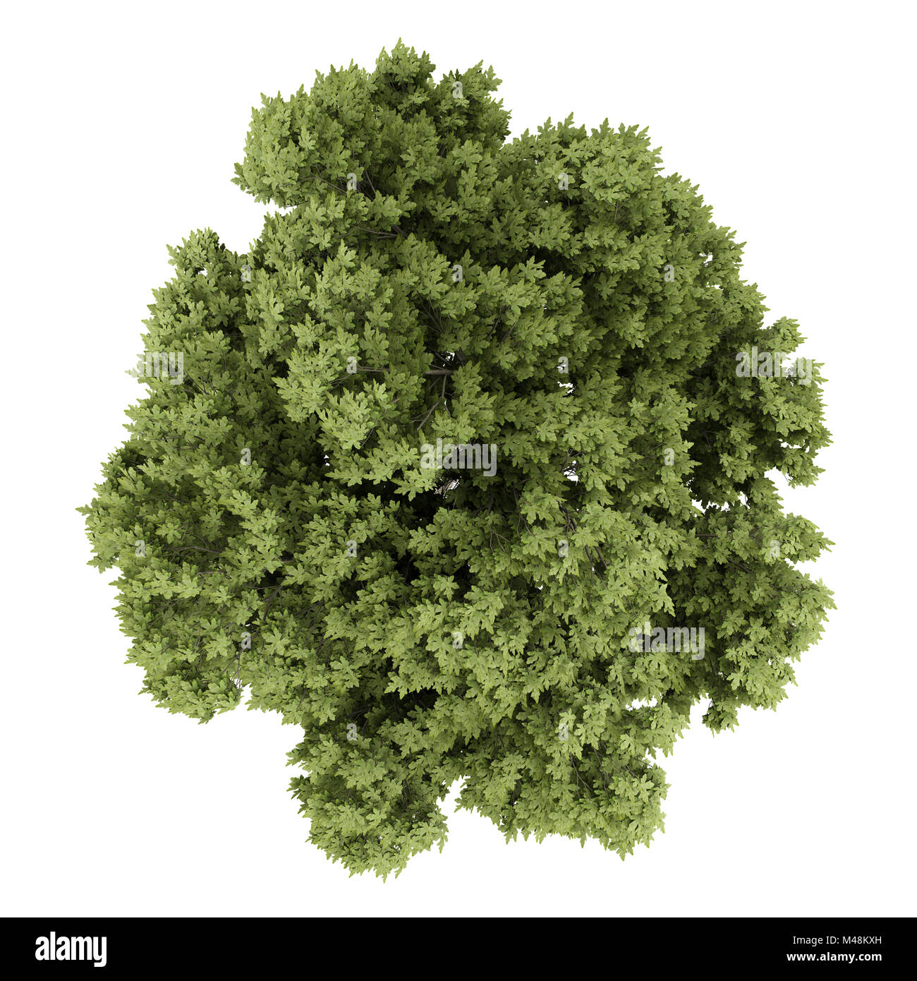 top view of austrian oak tree isolated on white background Stock Photo ...