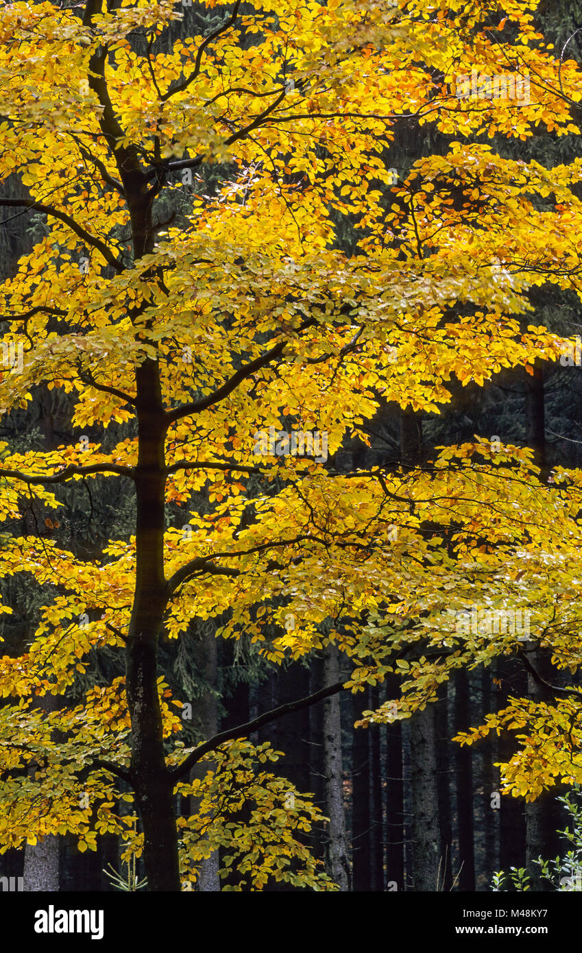 Common Beech in autumn / Harz - Niedersachsen Stock Photo - Alamy