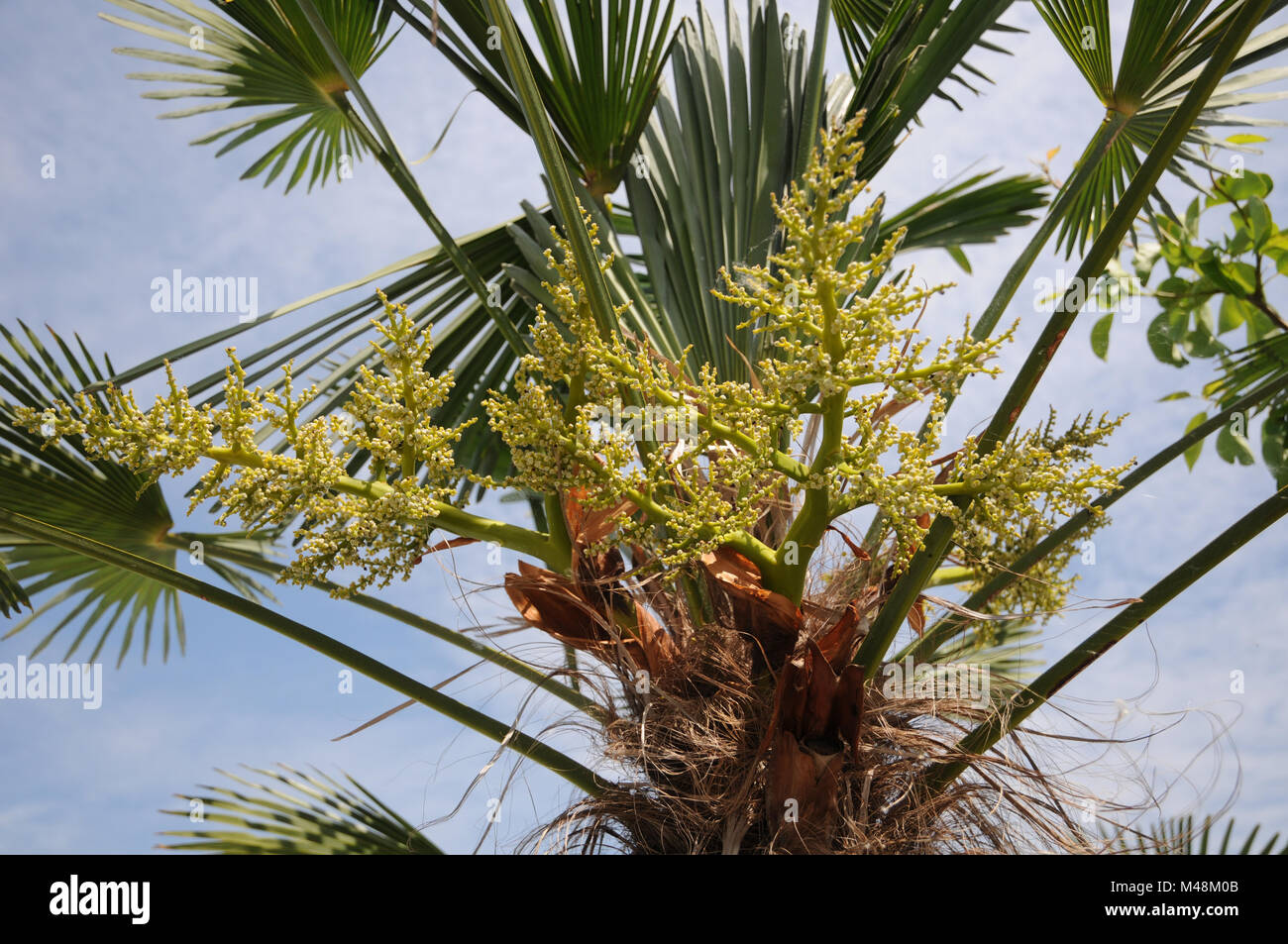 Trachycarpus fortunei, Chinese windmill palm, flowers Stock Photo - Alamy