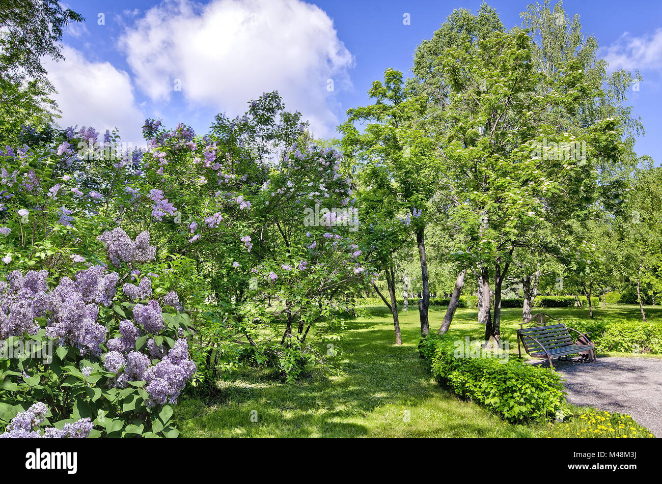 Rowan flowering hi-res stock photography and images - Alamy