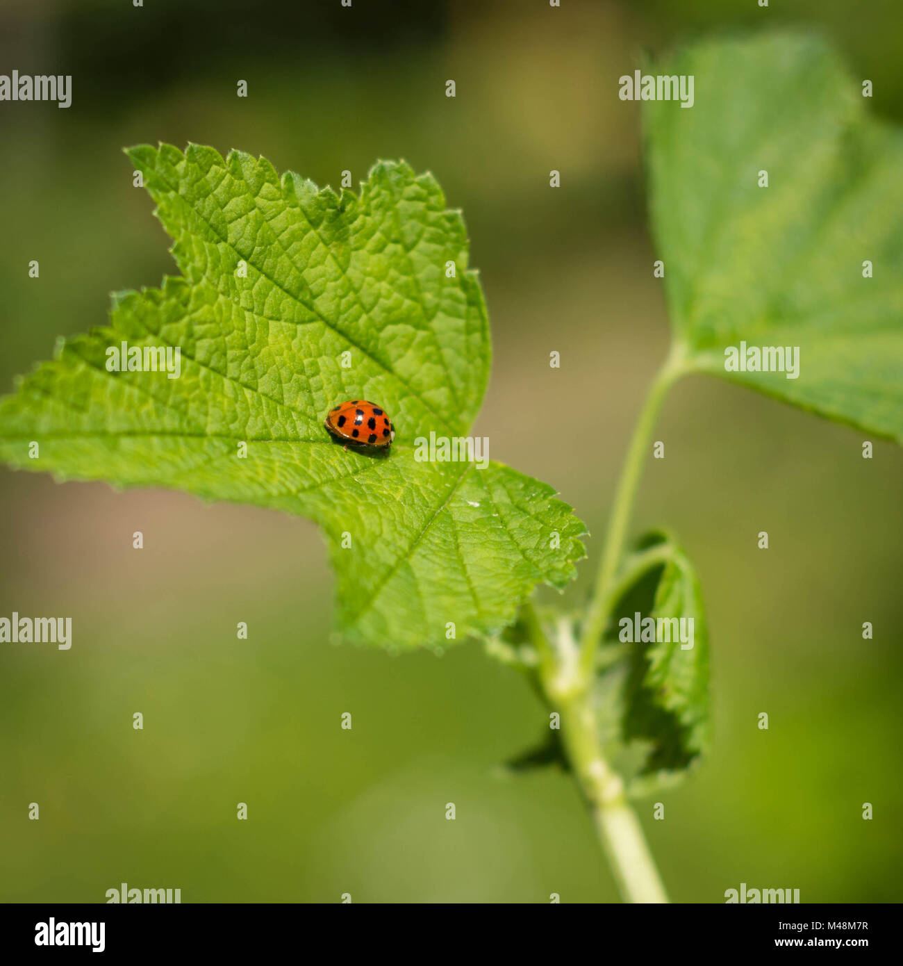 little ladybug 02 Stock Photo - Alamy