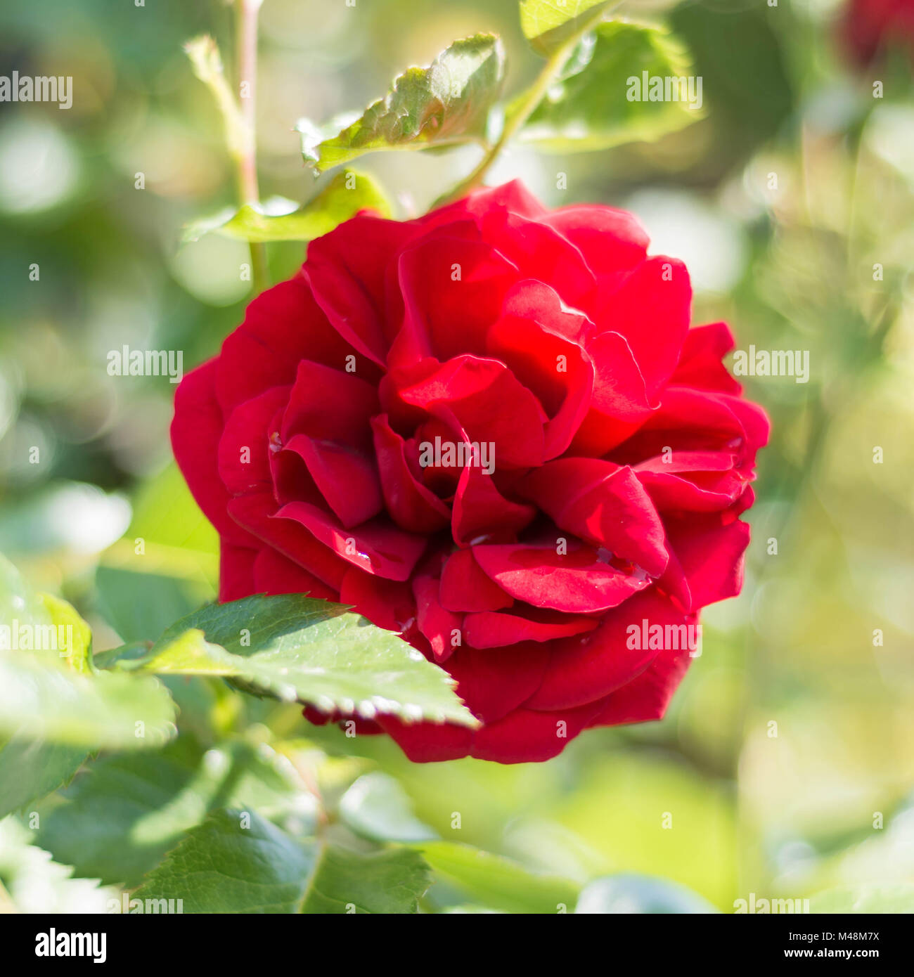 Gardenrose hi-res stock photography and images - Alamy