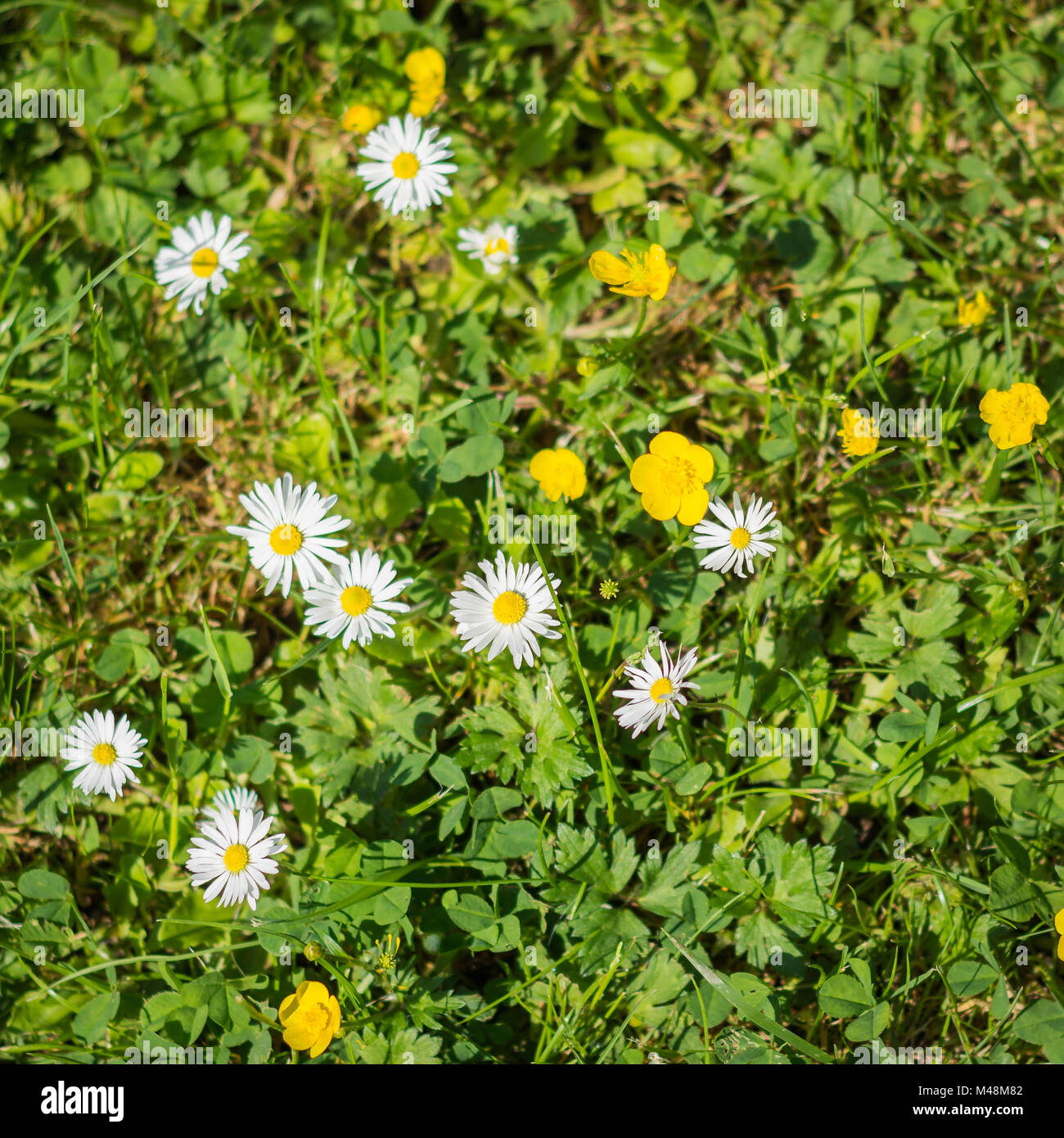 Sunlight on small green meadow hi-res stock photography and images - Alamy
