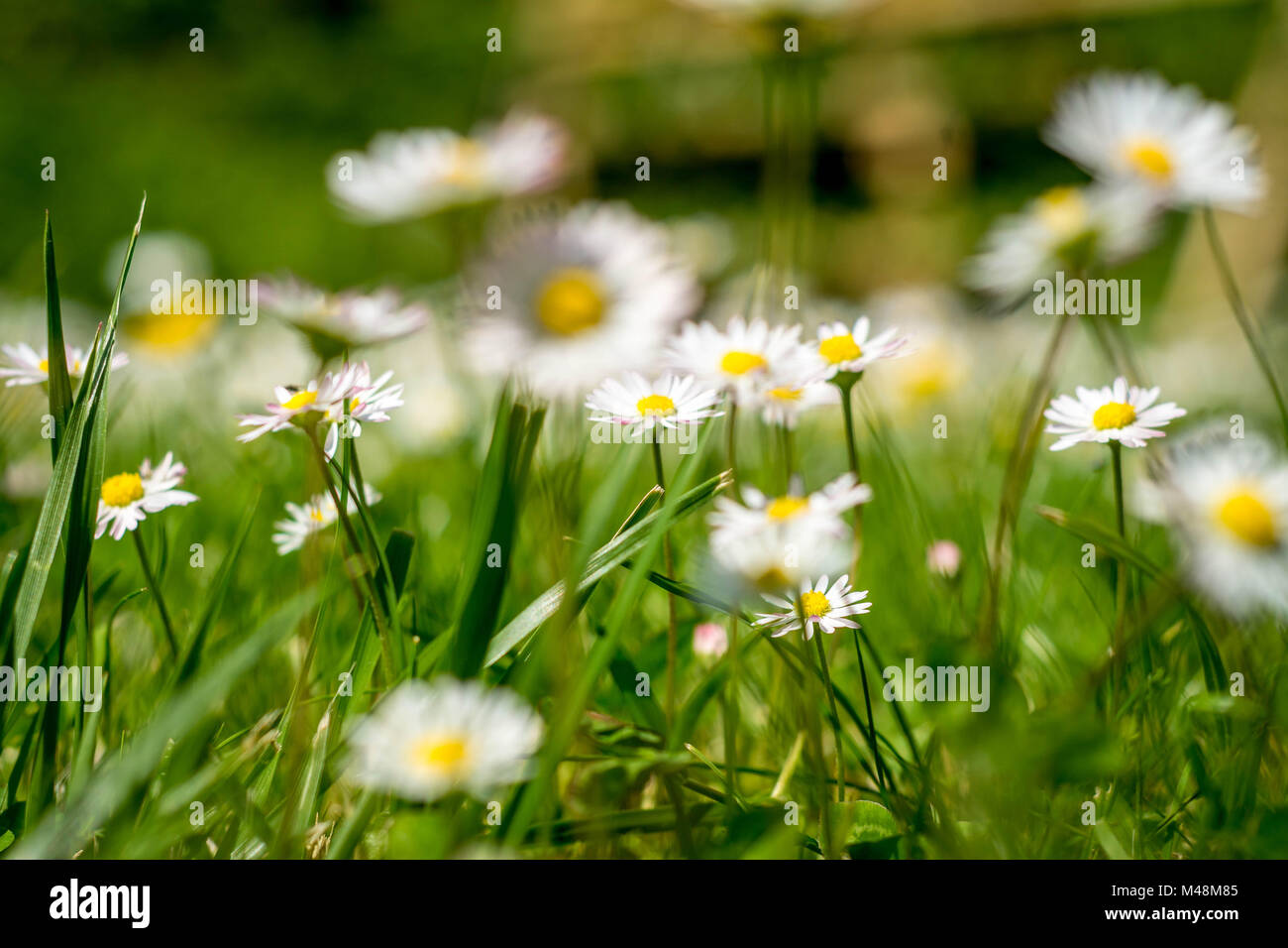 Little daisy hi-res stock photography and images - Alamy