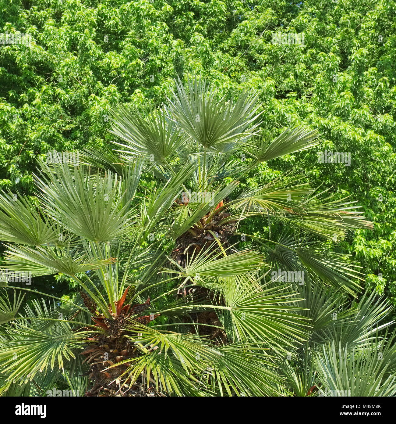 Dwarf palm chamaerops humilis hi-res stock photography and images - Alamy