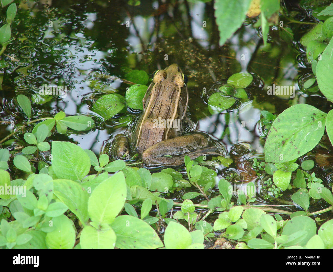 Leopard frog Stock Photo - Alamy