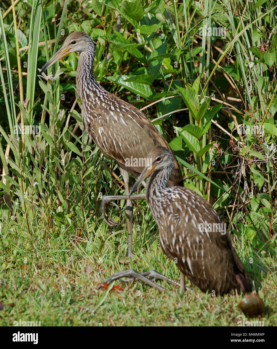 Limpkins hi-res stock photography and images - Alamy