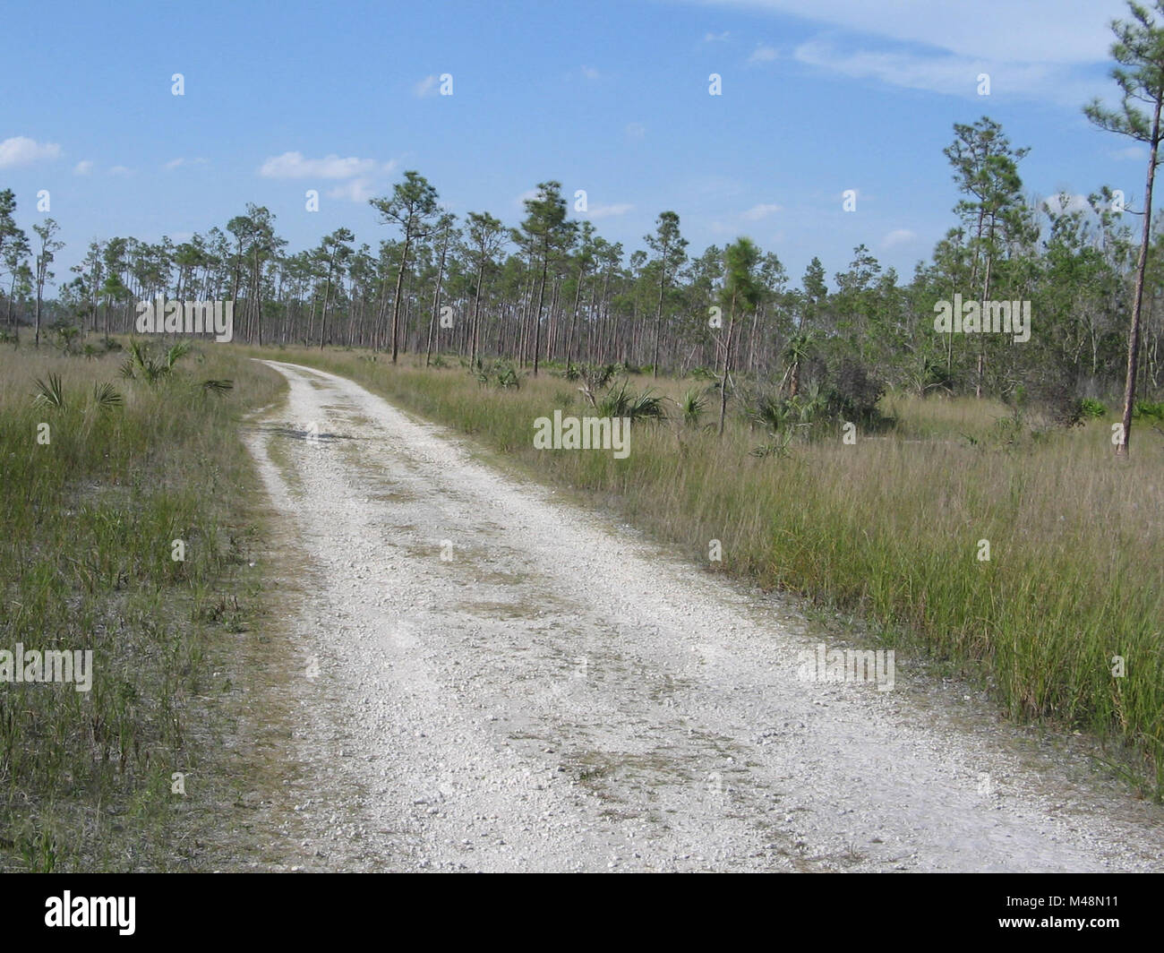 Long Pine Key Nature Trail Stock Photo - Alamy