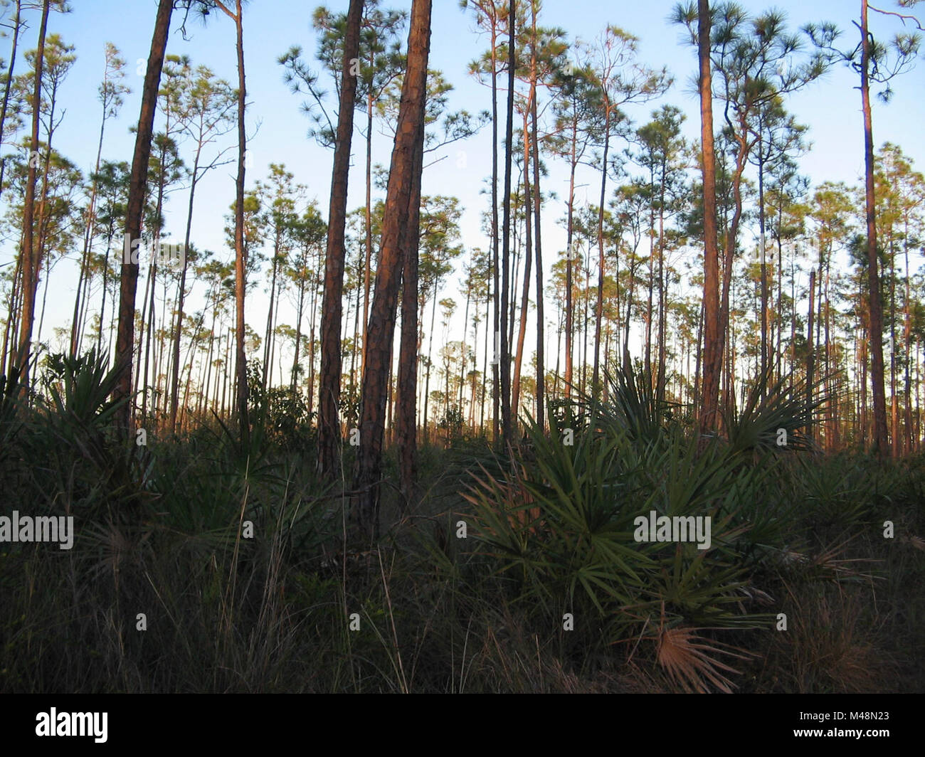 Long Pine Key Nature Trail Stock Photo - Alamy