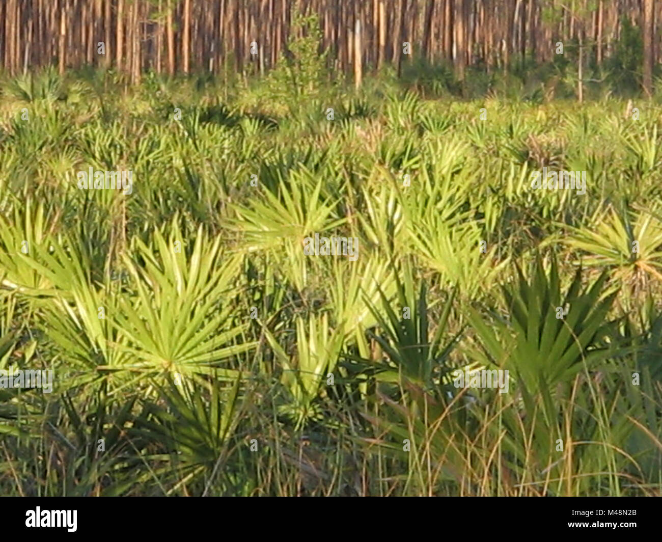 Long Pine Key Nature Trail Stock Photo - Alamy