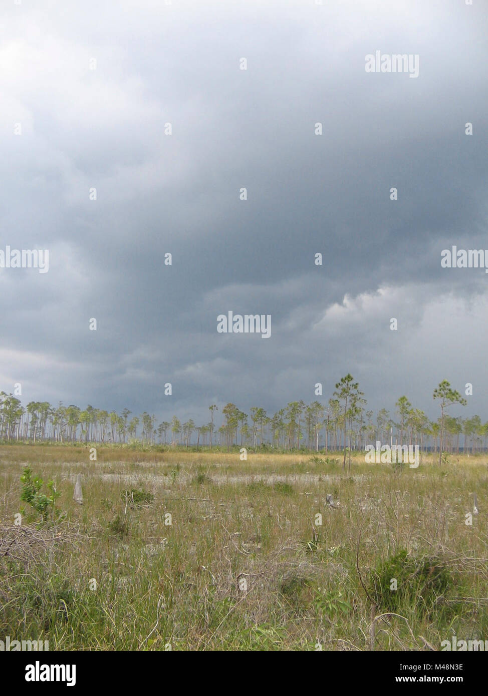 Long Pine Key Nature Trail Stock Photo - Alamy