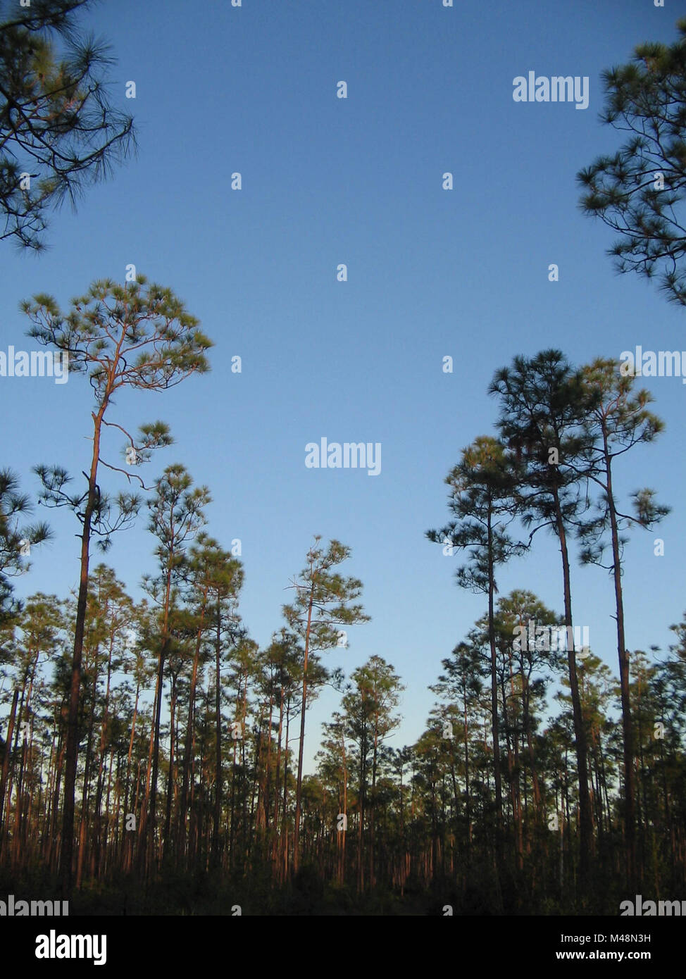 Long Pine Key Nature Trail Stock Photo - Alamy