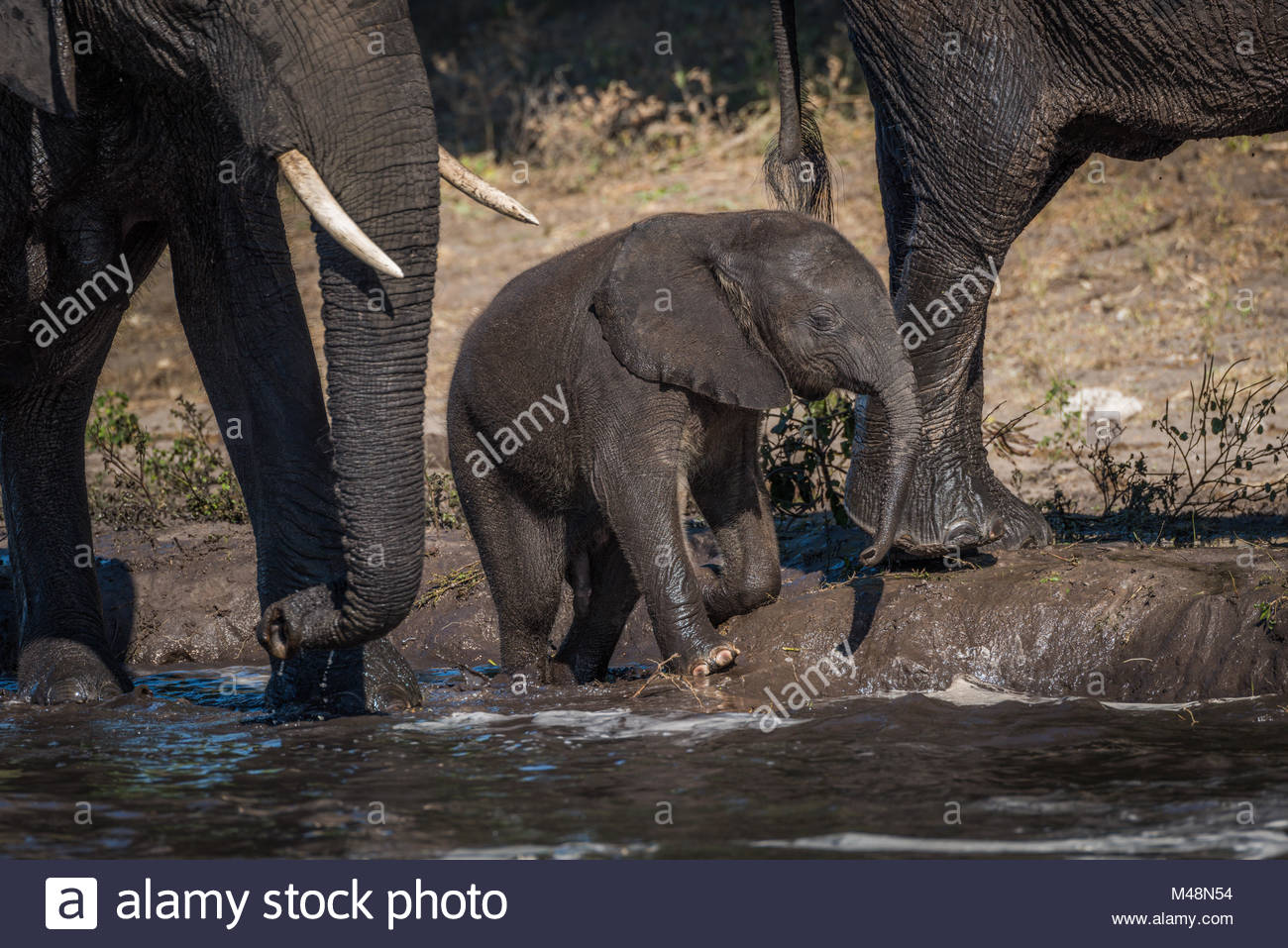 Elephant Kneeling Stock Photos & Elephant Kneeling Stock Images - Alamy