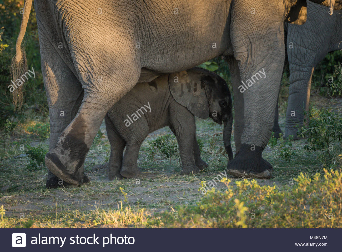 Elephant Legs Stock Photos & Elephant Legs Stock Images - Alamy