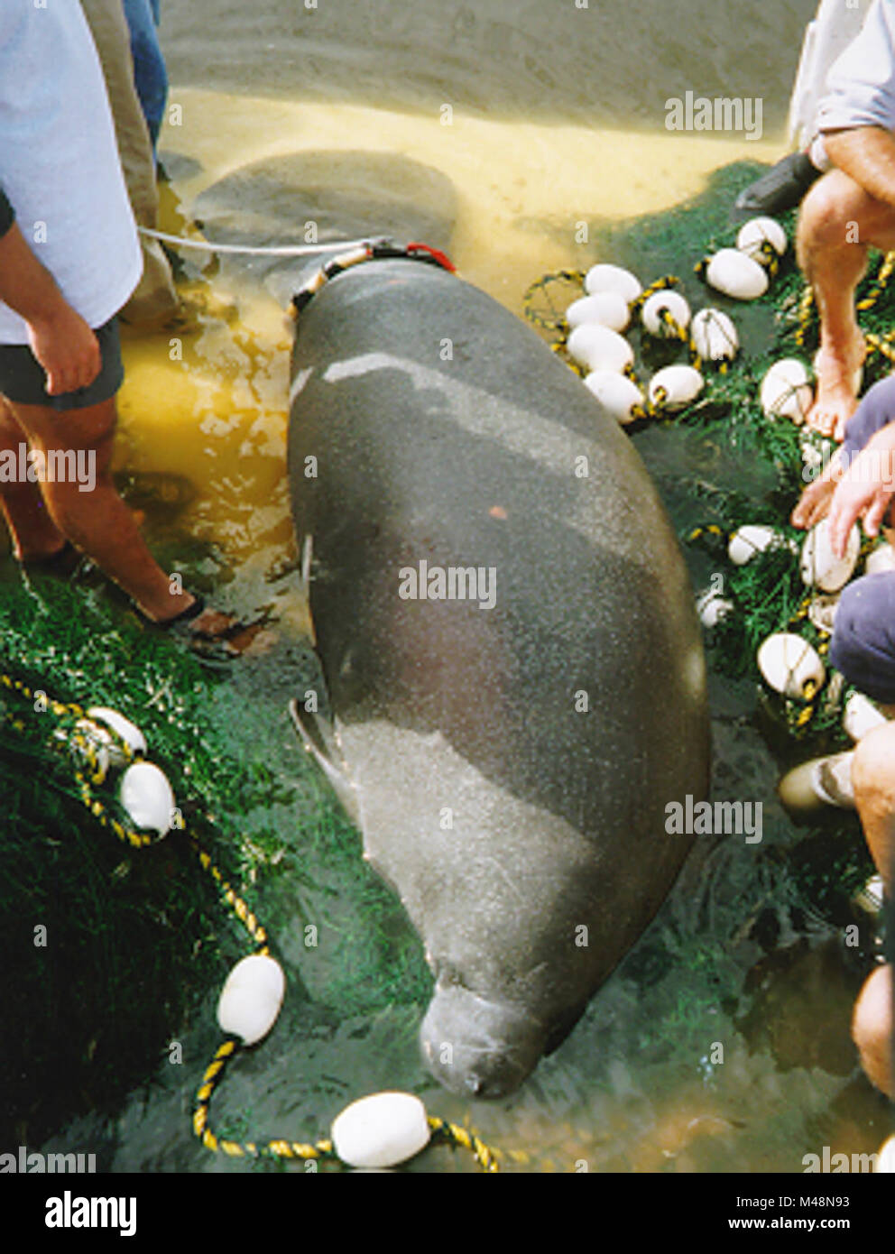 Manatee research hi-res stock photography and images - Alamy