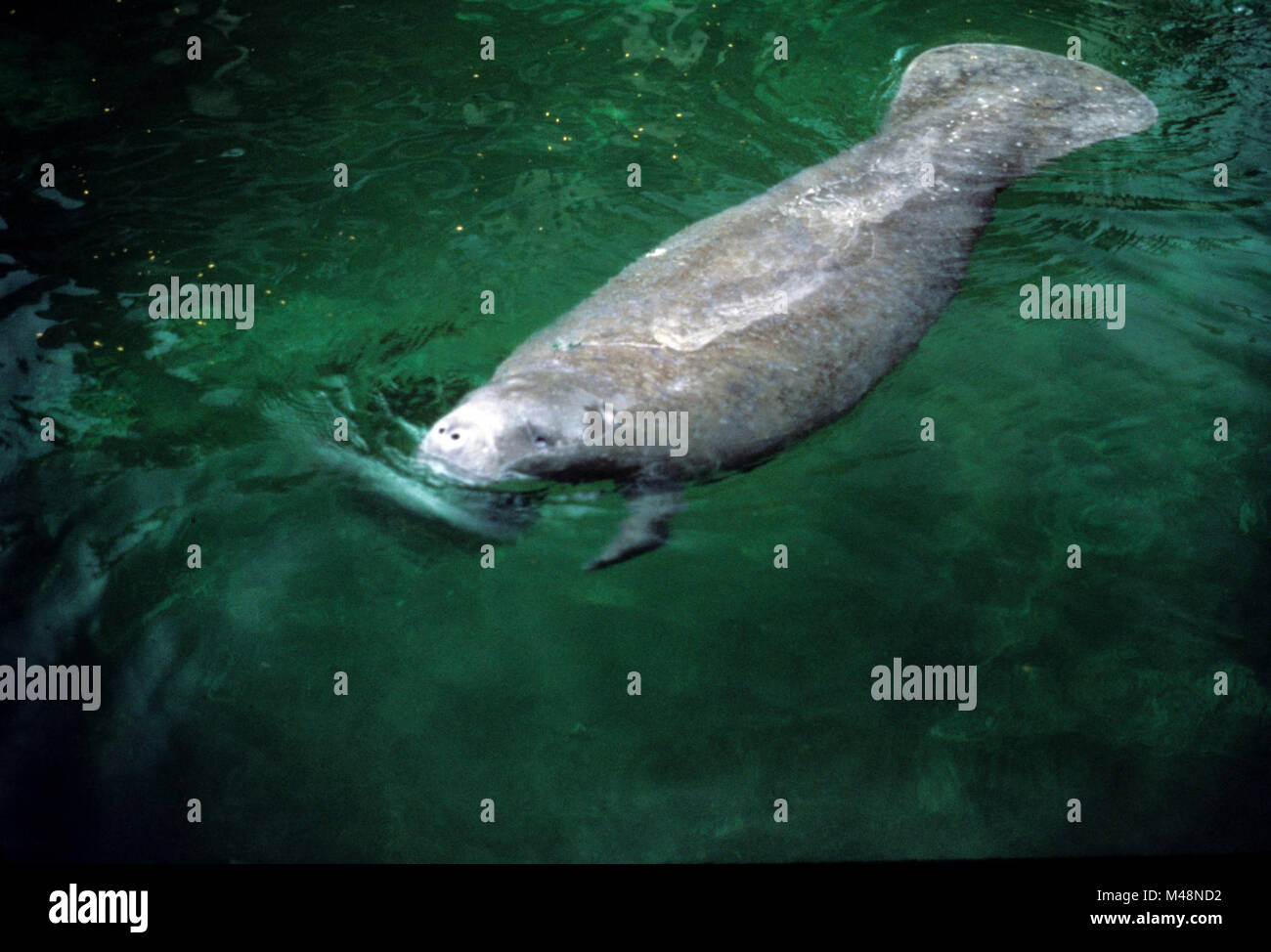 Manatee Stock Photo - Alamy