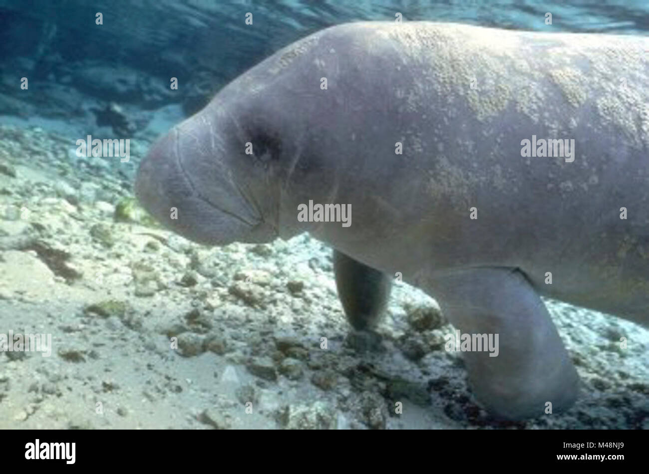 manatees Stock Photo - Alamy