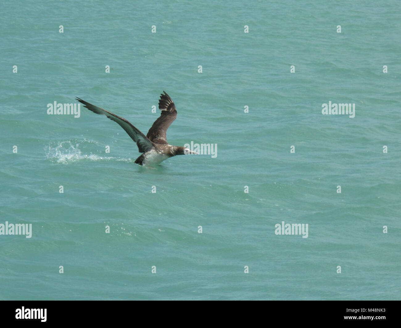 Masked Booby- Immature Stock Photo - Alamy
