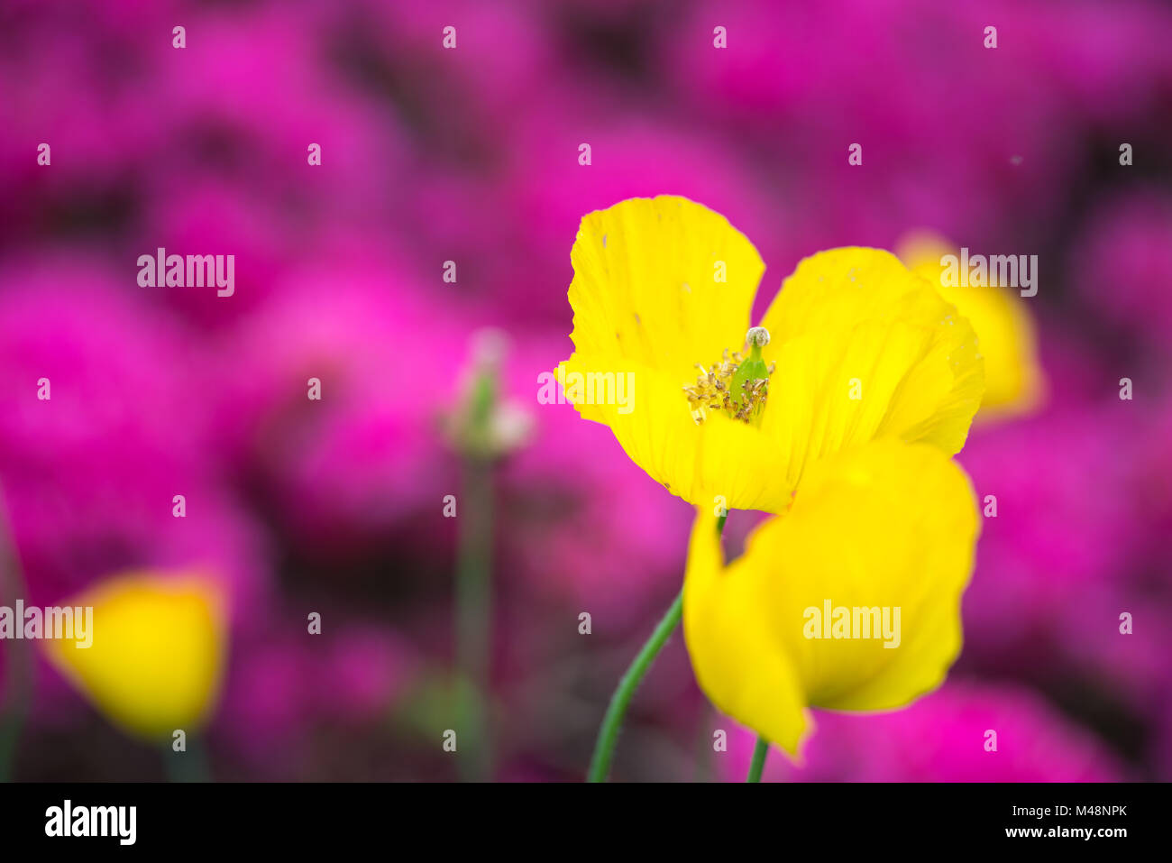 Yellow iceland poppy Stock Photo - Alamy