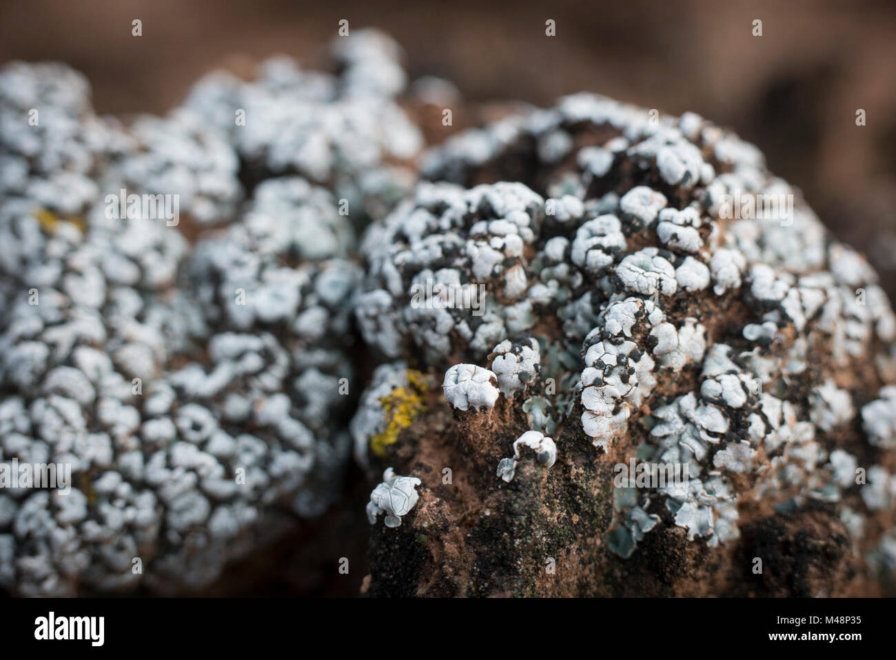 Old growth soil crust covered in the lichen brain scale Stock Photo - Alamy