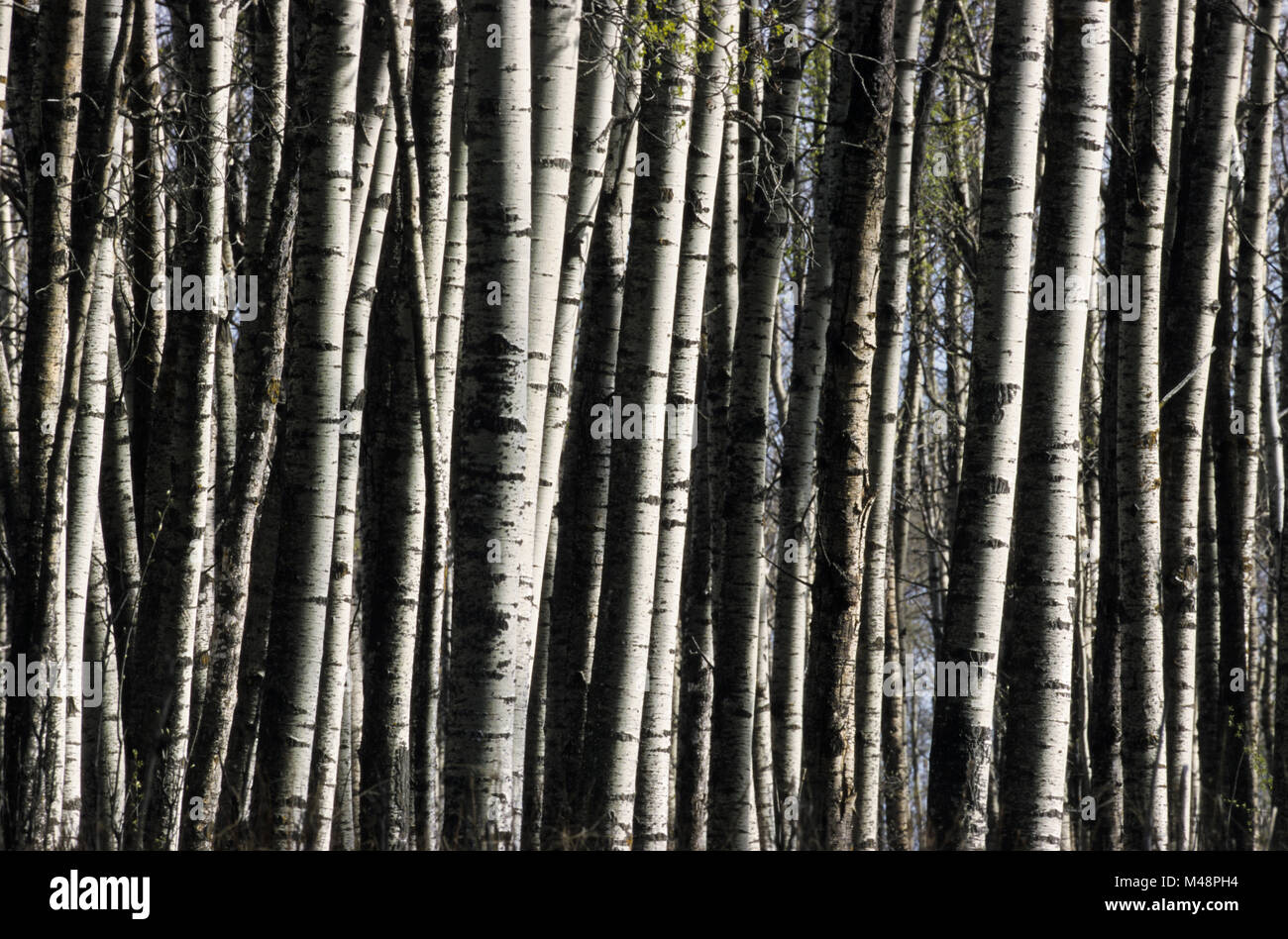 Aspen forest in spring / Elk Island National Park Stock Photo - Alamy