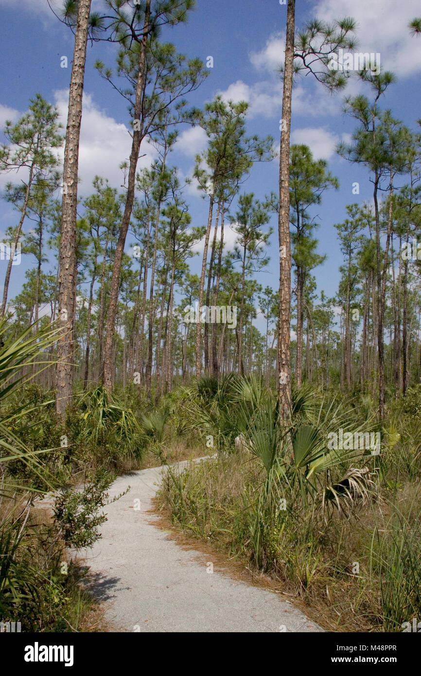 Pinelands Trail Stock Photo - Alamy
