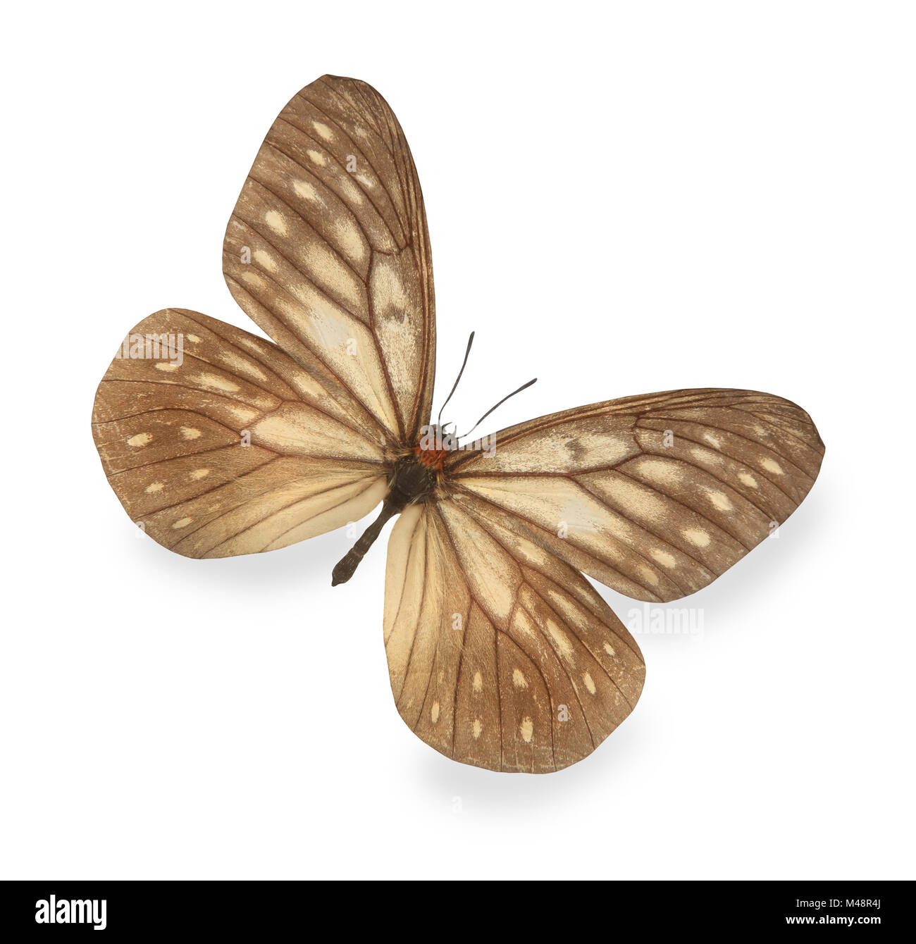Macro shot brown butterfly Cut Out Stock Images & Pictures - Alamy