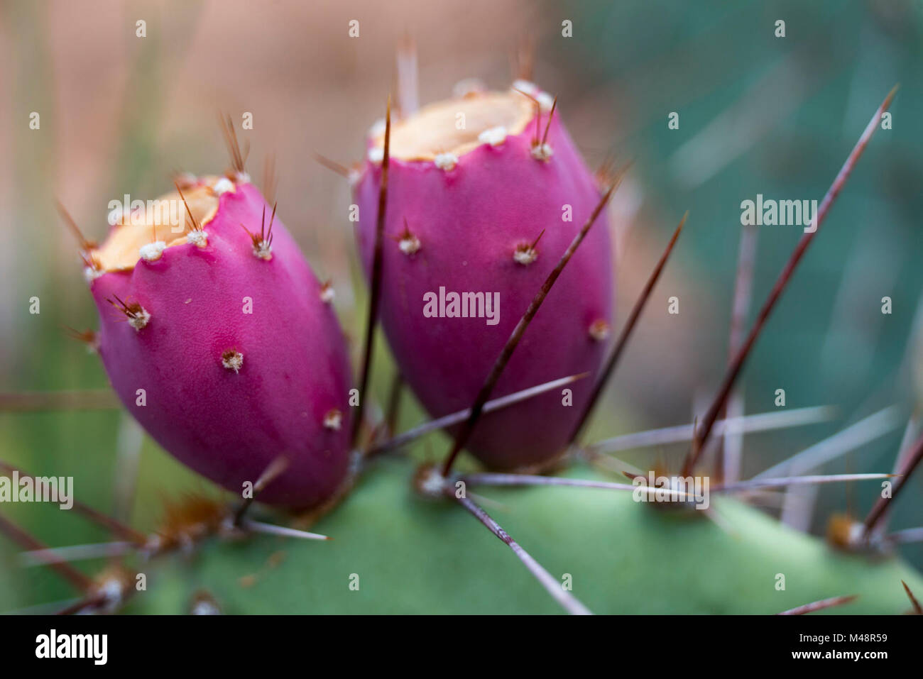 Prickly pear fruit Stock Photo - Alamy