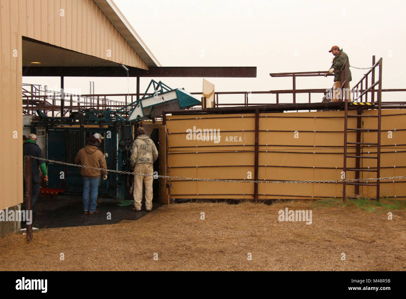 Badlands National Park Bison roundup. Professional Chute Area Stock ...
