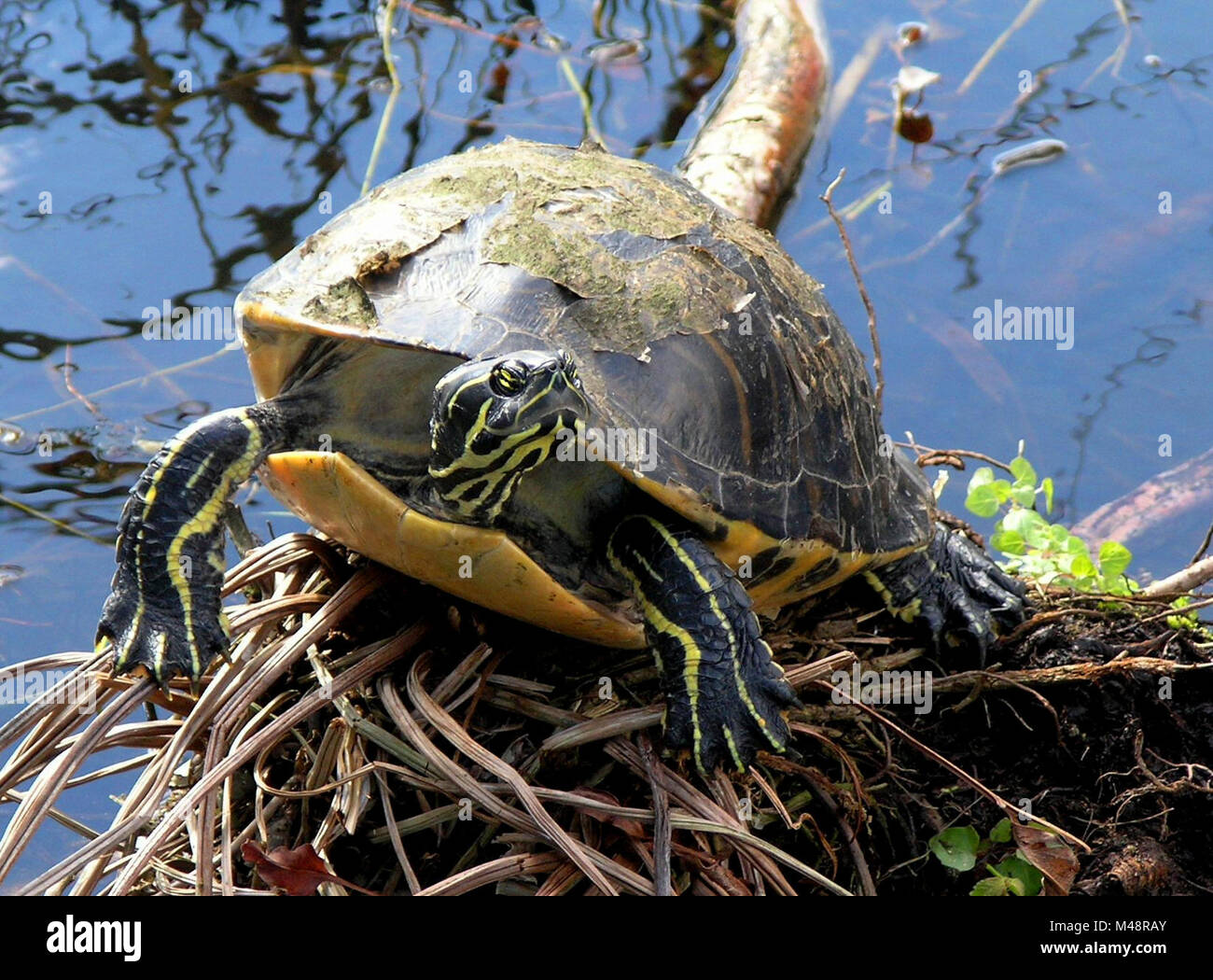 American red bellied turtle hi-res stock photography and images - Alamy