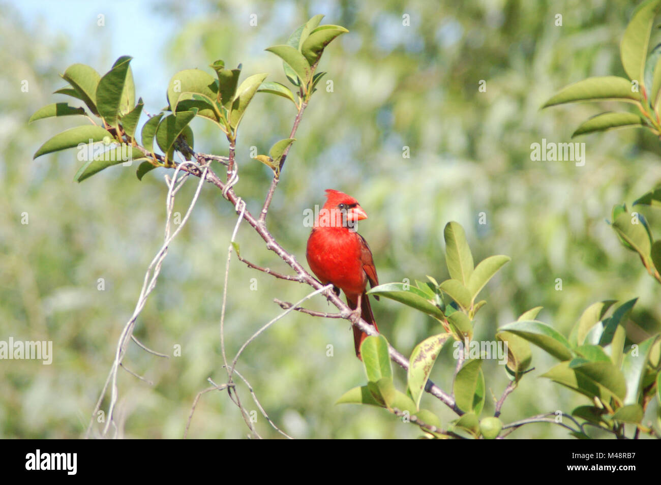 Red Cardinal Stock Photo - Alamy