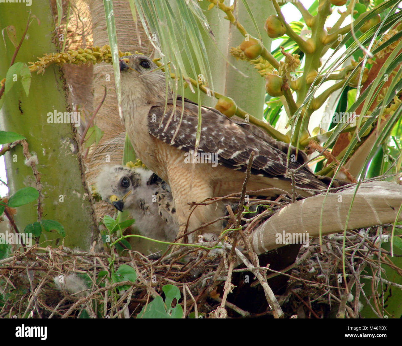 Red Shouldered Hawk Chicks Stock Photo - Alamy
