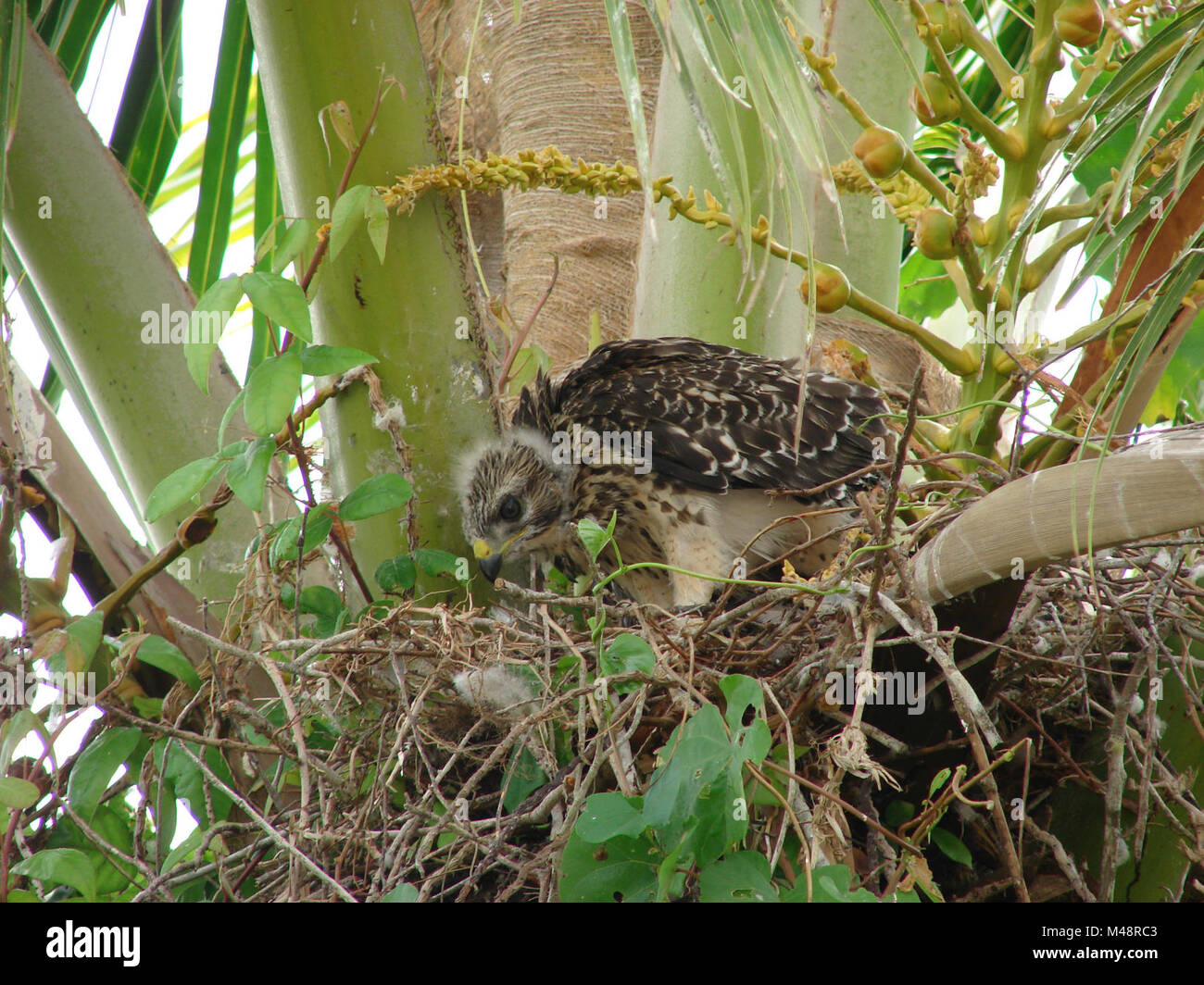 Red Shouldered Hawk Chicks Stock Photo - Alamy