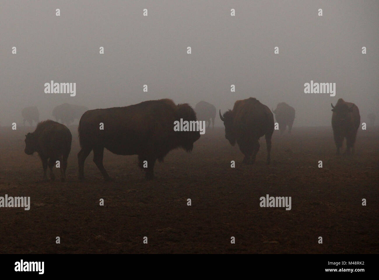 Badlands National Park Bison roundup. Bison in fog Stock Photo - Alamy