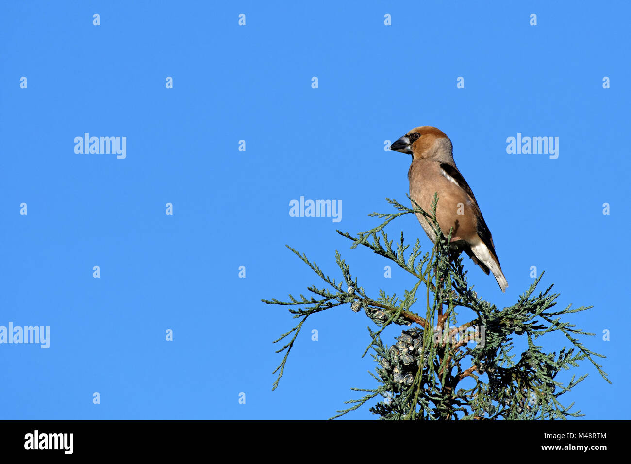 Haw finch hi-res stock photography and images - Alamy